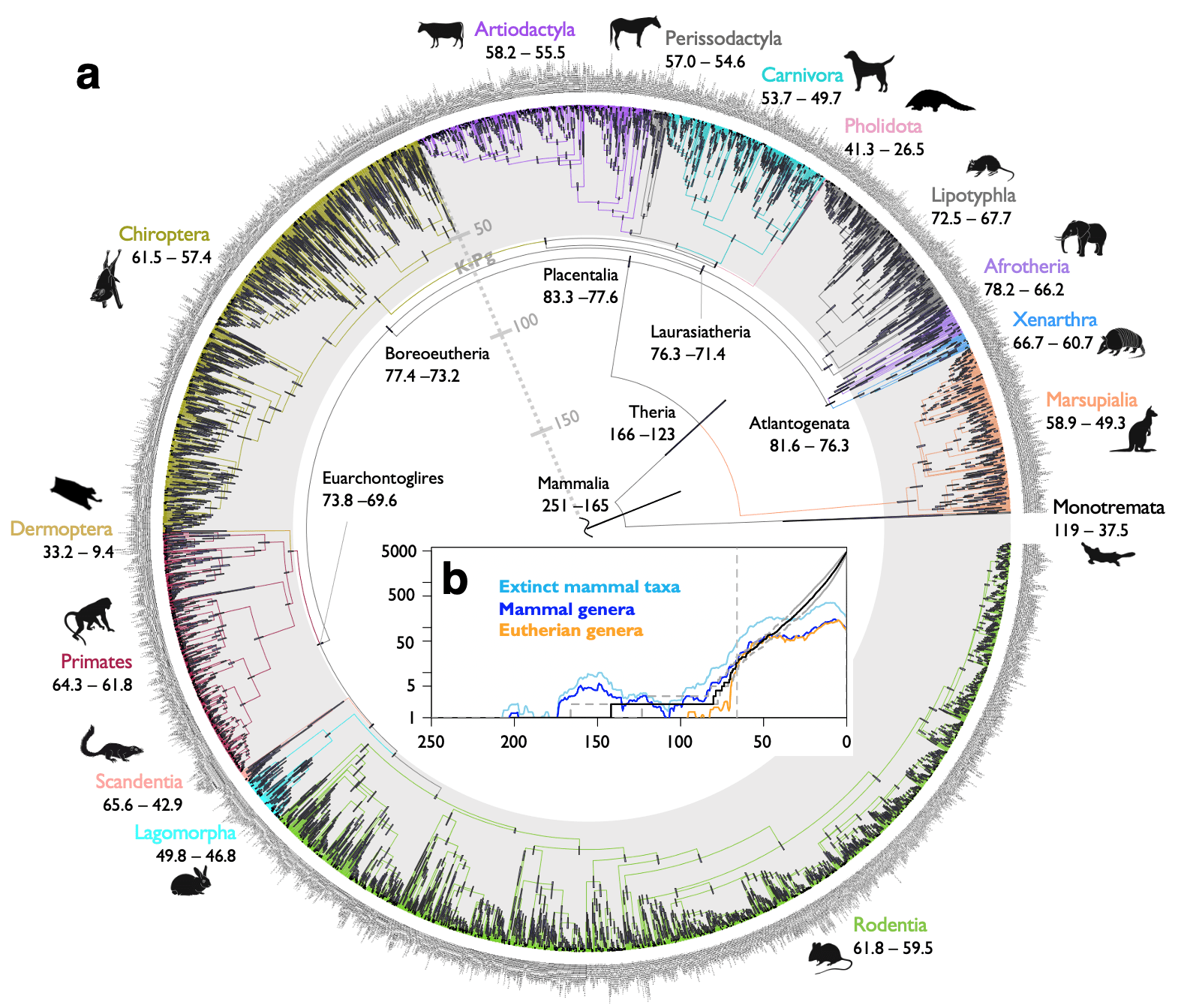 Study offers new insights into the timeline of mammal evolution ...