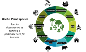 Plant conservation: the basis of life on Earth - Society of Spanish ...